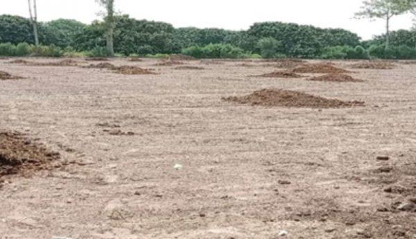 Uses of Farmyard Manure for G1 Garlic Crop - Banumukhtar Farms